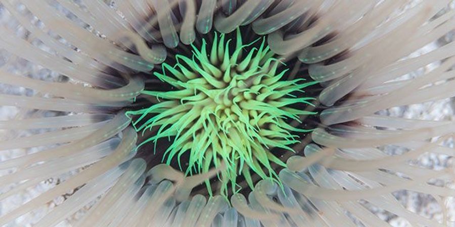 Tube-Dwelling Anemone Toxins Have Pharmacological Potential | Lab Manager
