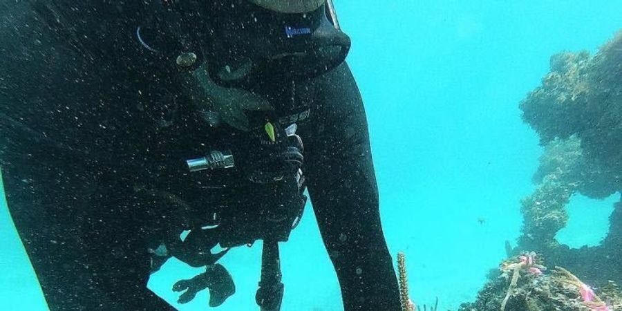 Using Satellites and Field Studies to Improve Coral Reef Restoration ...