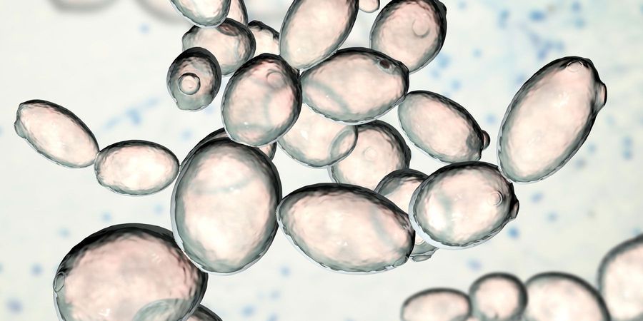 Model for Acid-Tolerant Yeast Helps Guide Industrial Organic Acid ...