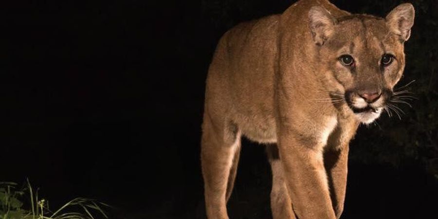 Researchers Develop DNA Approach to Forecast Ecosystem Changes | Lab ...