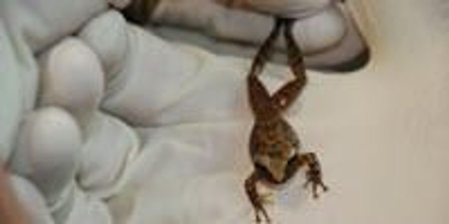 Bacteria in Frog Skin May Help Fight Fungal Infections in Humans | Lab ...