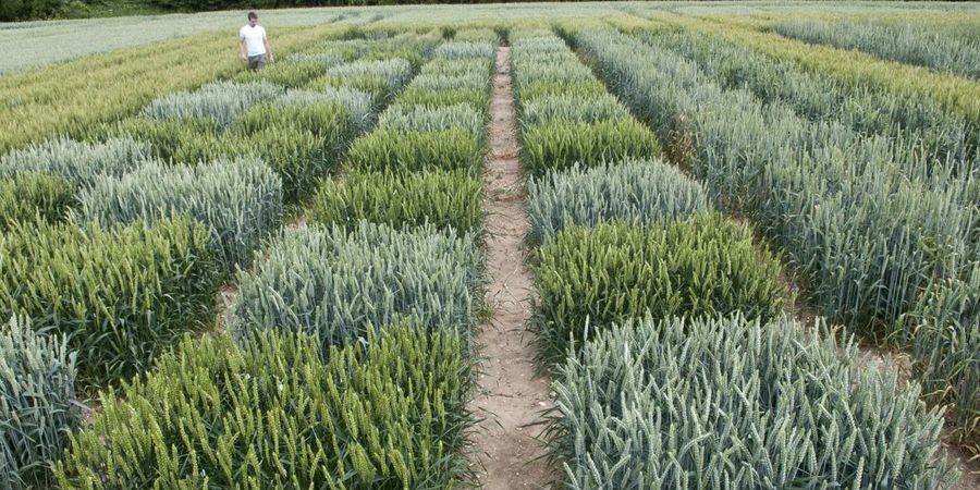 Novel Approach to Increase the Precision of Wheat Breeding | Lab Manager