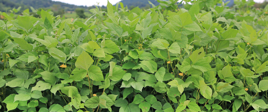 Researchers Discover How Bean Plants Fight Off Pests | Lab Manager