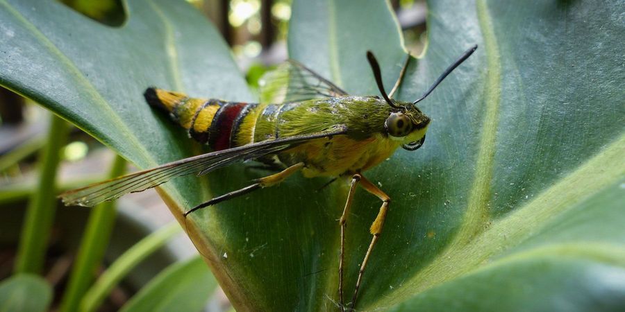 Darwin Was Right about Why Insects Are Losing Ability to Fly | Lab Manager