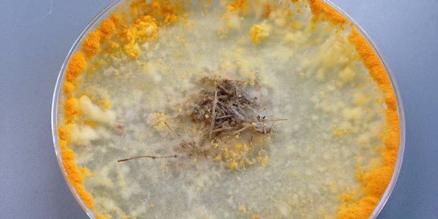 Proteins Enable Crop-Infecting Fungi to 'Smell' Food | Lab Manager