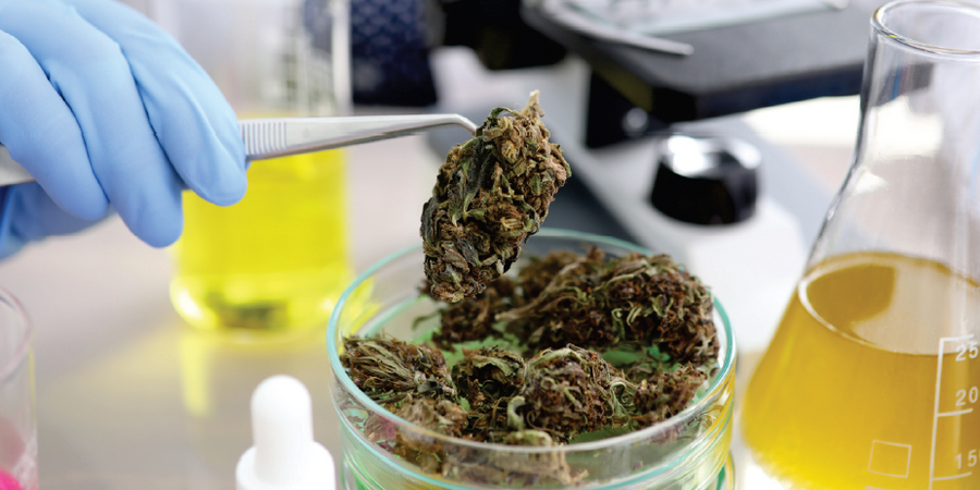 The Benefits of ISO 17025 for a Cannabis Lab | Lab Manager
