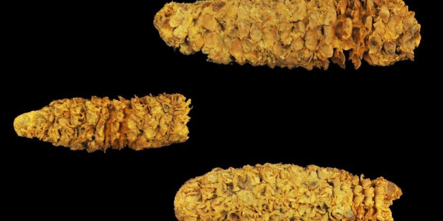 Ancient DNA Brings New Insights to Corn's 9,000-Year History | Lab Manager