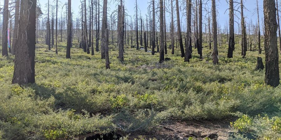 New Mapping Tool Identifies Where to Reforest after Wildfire | Lab Manager