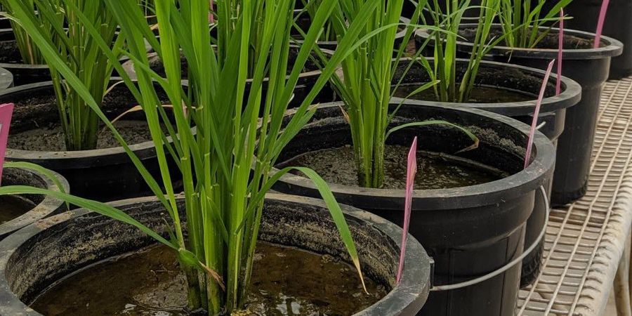 How Targeting Flag Leaves Could Help Rice Be More Productive | Lab Manager