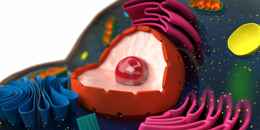 High-Speed Atomic Force Microscopy Visualizes Cell Protein Factories ...