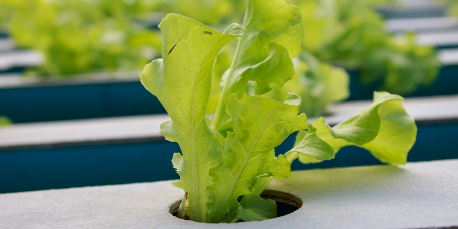 Research Aims to Help Astronauts Grow Veggies Better in Space | Lab Manager