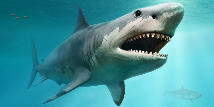 Megalodons Gave Birth to Large Newborns That Likely Grew by Eating ...