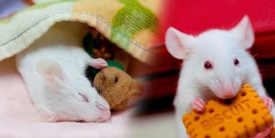 How the Brain Paralyzes You While You Sleep | Lab Manager