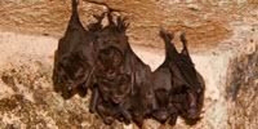 Bat Influenza Viruses Could Infect Humans | Lab Manager