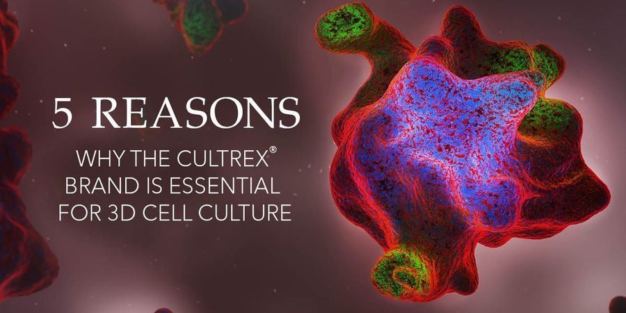 5 Reasons Why Cultrex ™ is Essential for3D Cell Culture | Lab Manager