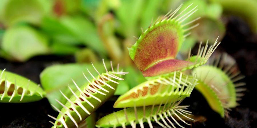 Scientists Find That Venus Flytraps Produce Magnetic Fields | Lab Manager