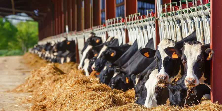 New Research Could Help Dairy Cow Nutrition during Dry Period | Lab Manager