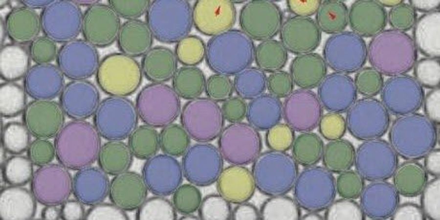 Shuffling Bubbles Reveal How Liquid Foams Evolve | Lab Manager