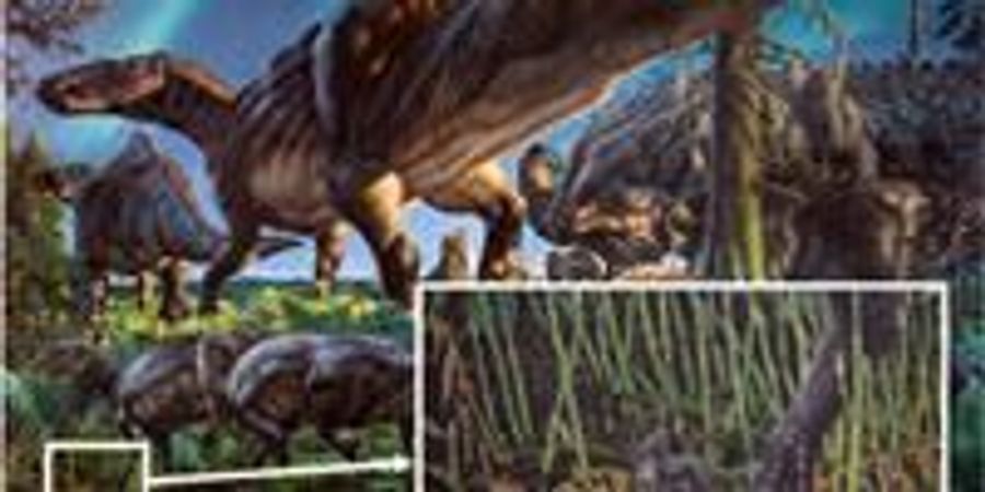Newly Discovered Marsupial Lived among Arctic Dinosaurs | Lab Manager