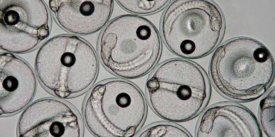 What's Needed for Cultured Seafood to Deliver Green Benefits | Lab Manager