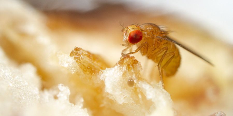 How Some Animals Sense the Gritty Texture of Their Food | Lab Manager