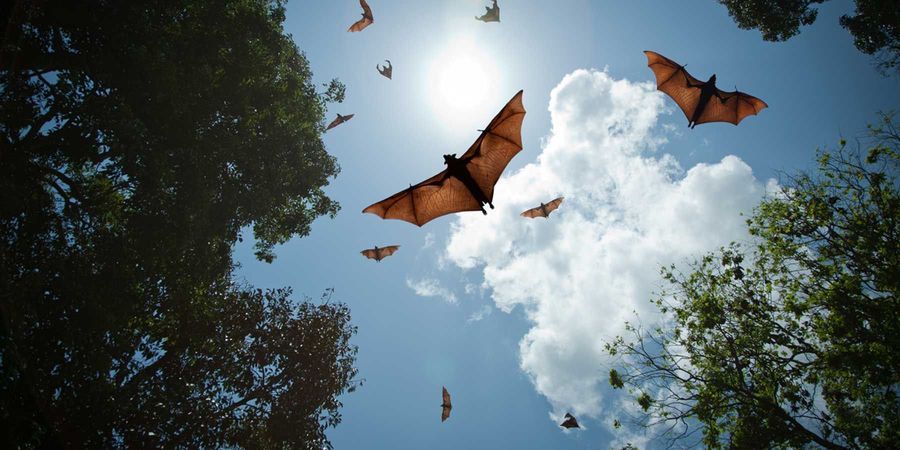 Healthy Ecosystems Vital in Reducing Risk of Future Deadly Pandemics ...