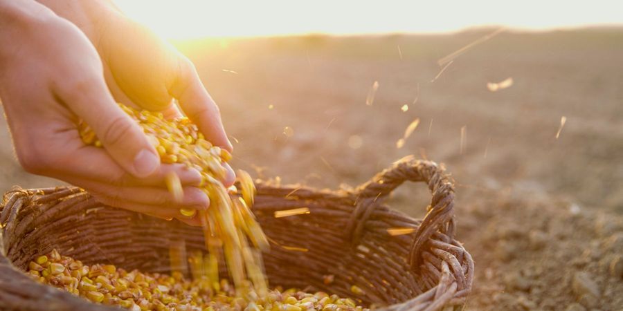 Technique Based on AI Allows Automation of Crop Seed Analysis | Lab Manager