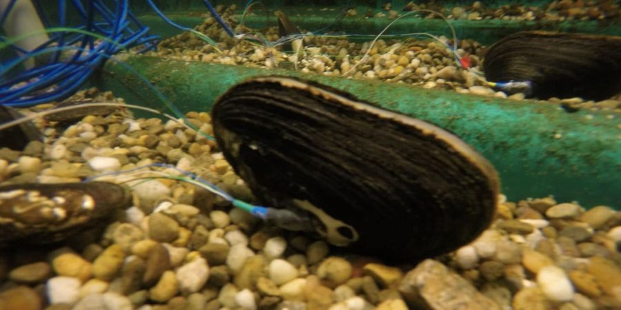 Mussel Sensors May Lead to New Environmental Monitoring Tools | Lab Manager