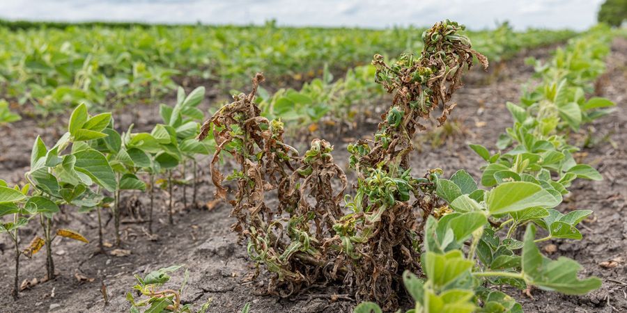 New Technique for Rapidly Diagnosing Herbicide-Resistant Weeds | Lab ...