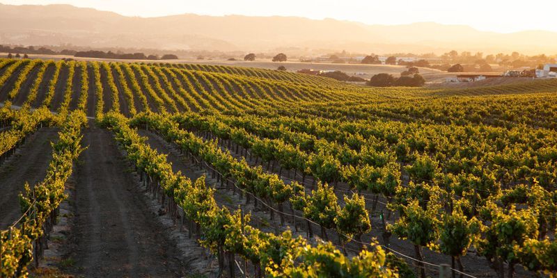 Smartphone App Predicts Vineyard Yields | Lab Manager