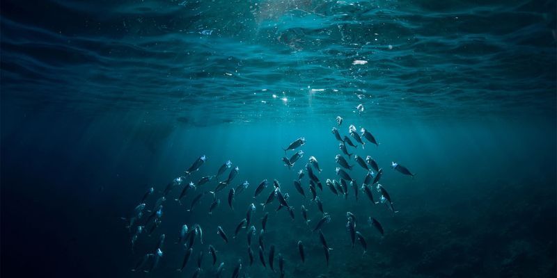 Declining Fish Biodiversity Poses Risks for Human Nutrition Cornell ...