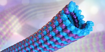 Stronger Together: How Protein Filaments Interact | Lab Manager