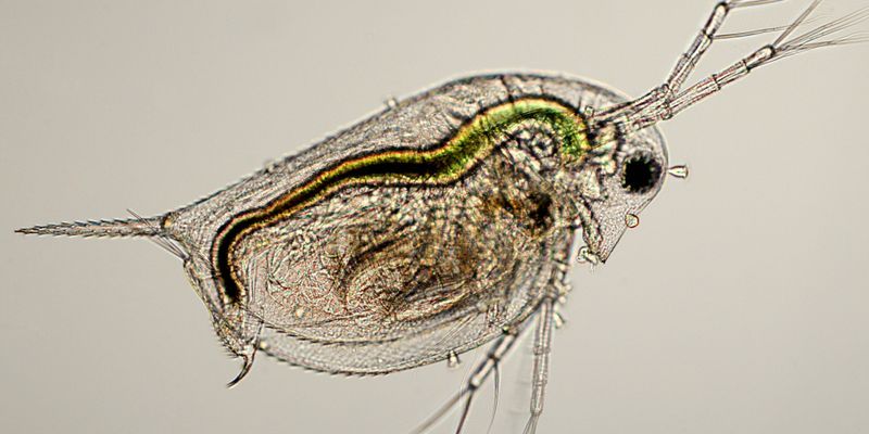 Rapid Evolution in Water Fleas Yields New Conservation Insights | Lab ...