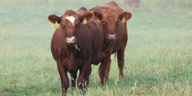 Cattle Losing Adaptations to Environment, Researchers Find | Lab Manager