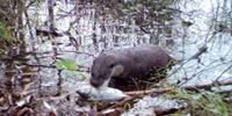 Wildlife Is Abundant in Chernobyl | Lab Manager