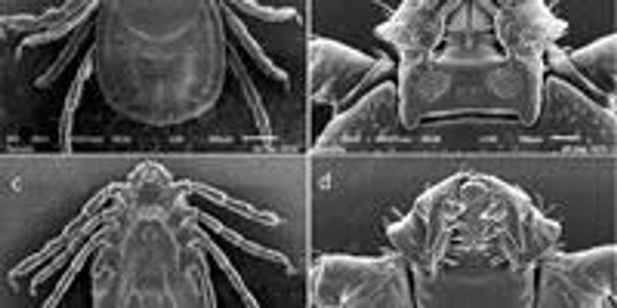 Researchers Rush to Identify Invasive Self-Cloning Tick | Lab Manager