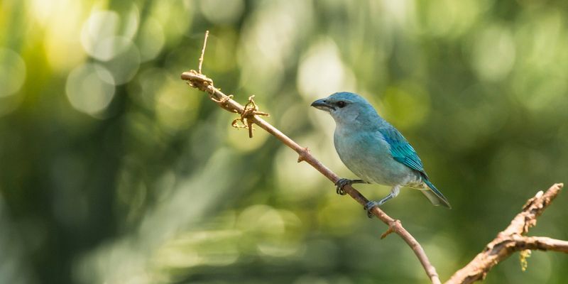 Birds That Disperse More Types of Seed Have Better Evolutionary Chances ...