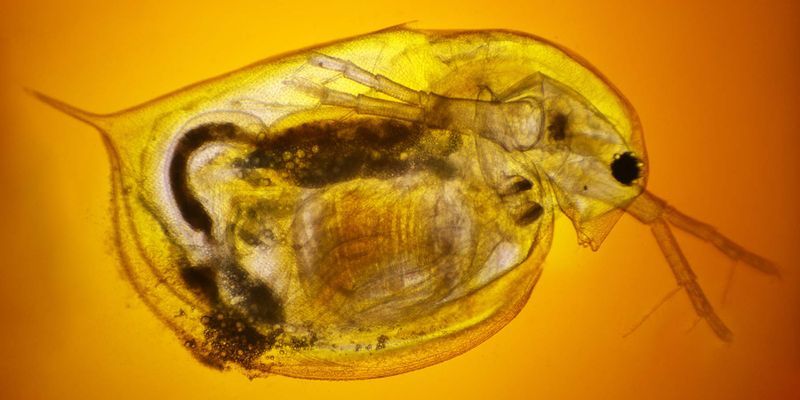 Behold the Humble Water Flea, Locked in a Battle of Mythological ...
