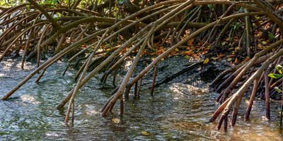Hidden Mangrove Forest in the Yucatan Peninsula Reveals Ancient Sea ...
