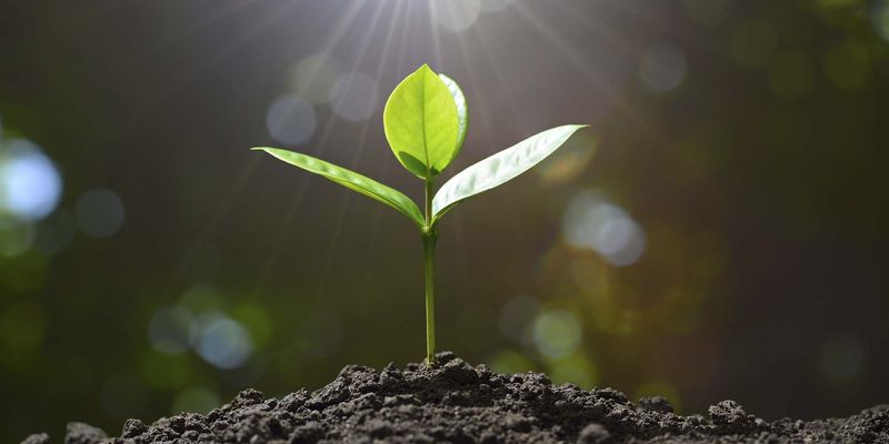 Scientists Can Switch On Plants’ Response to Light | Lab Manager