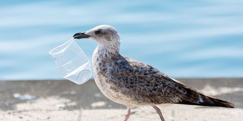 The Unknown Consequences of Plastic’s Legacy, Found in Seabirds around ...