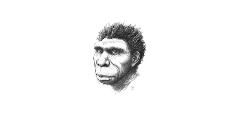 Experts Name New Species of Human Ancestor | Lab Manager
