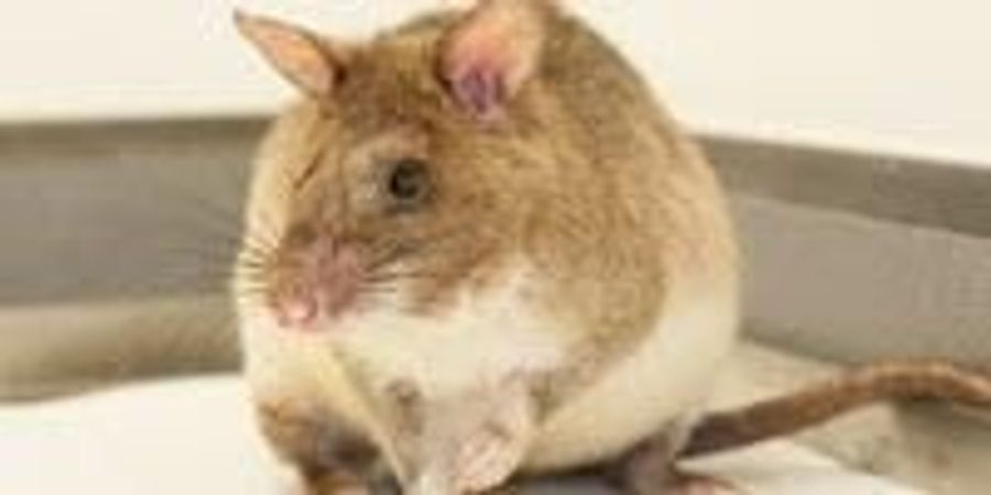 Scientists Tackle Breeding Challenges of Land Mine-Finding Rats | Lab ...