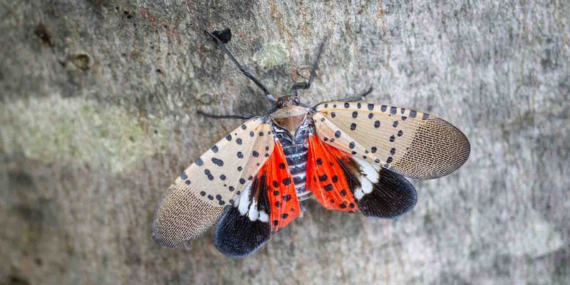 History of Insect Invasions Offer Insight into the Future | Lab Manager