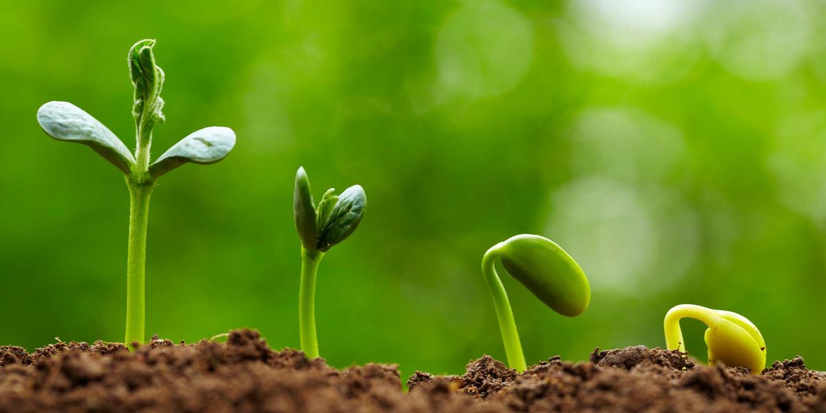 Forestry Learning Definition Of Seed The Role Of Synthetic Seeds In