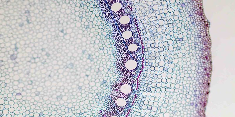 The Sorting Hat: An AI-Powered Image Classifier for Cell Biologists ...