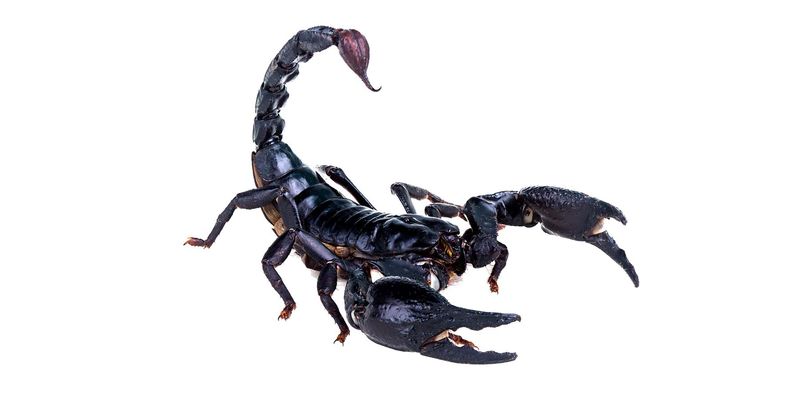 The Genes behind the Venom: New Technique Revolutionizes Venom Research ...