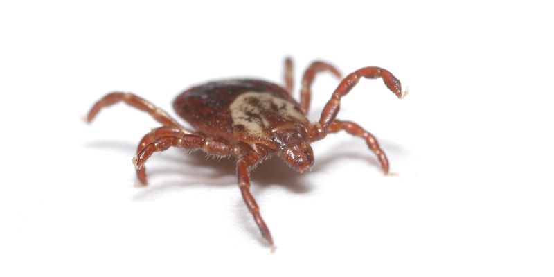 A Better Estimate for Tick Numbers with ‘Citizen Science’ Data | Lab ...