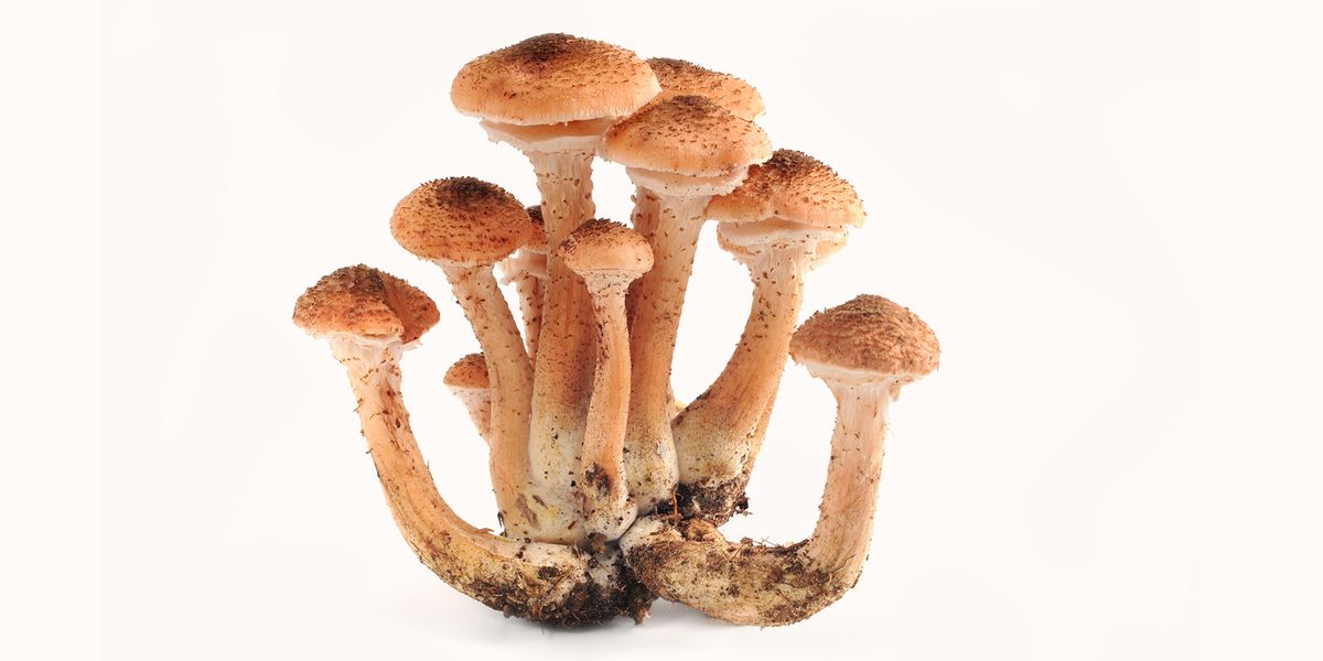Armillaria Ostoyae