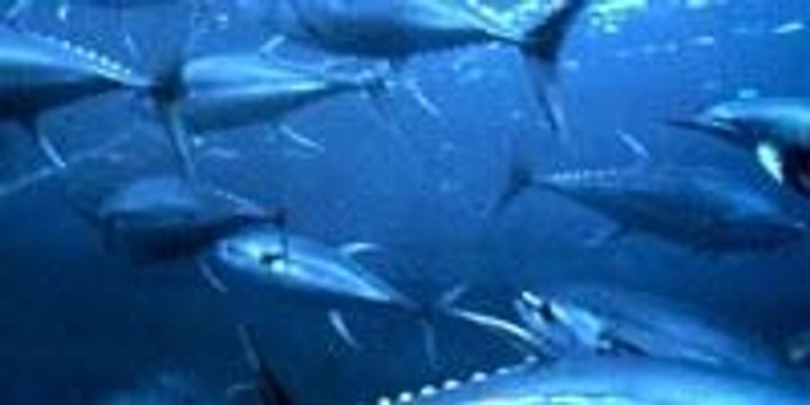 Identifying Factors That Influence Mercury Levels in Tuna | Lab Manager